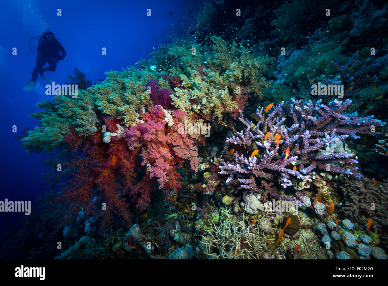 Colours of the reef at depth at Fury Shoals Reef, Red Sea, Egypt Stock ...