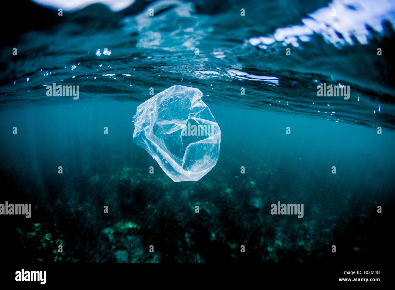 Plastic bag floating over coral reef in the ocean, Costa Rica Stock ...