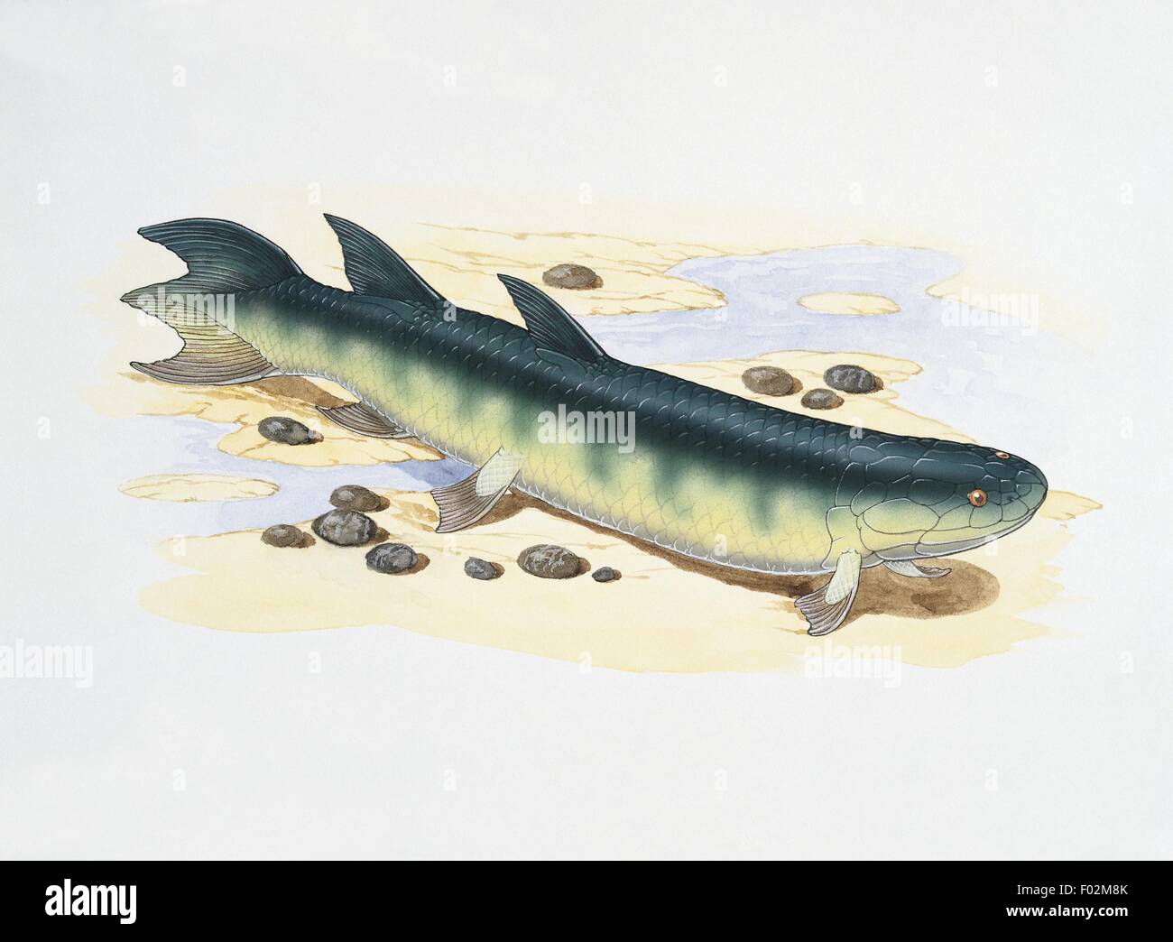 Palaeozoology - Devonian Period - Fish - Eusthenopteron (art work by ...