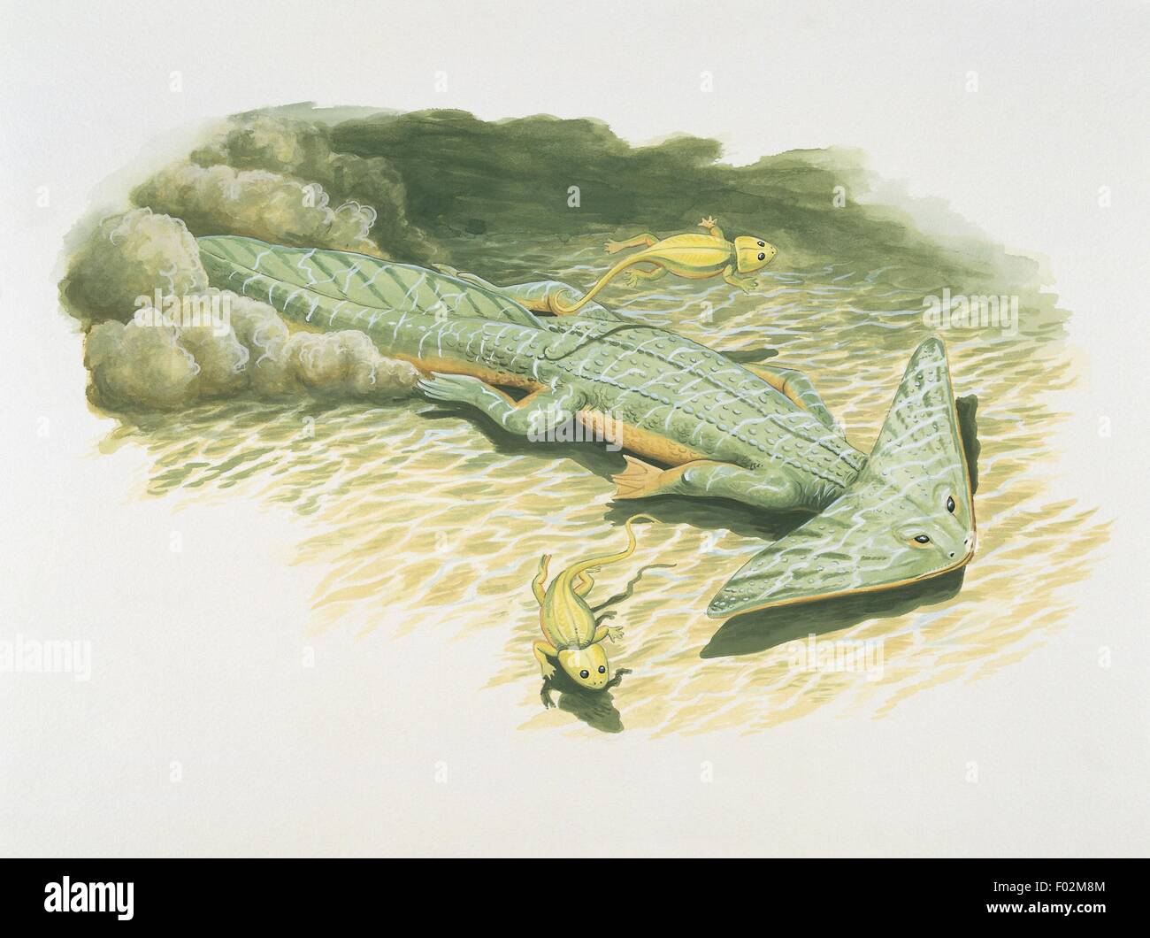 Diplocaulus hi-res stock photography and images - Alamy