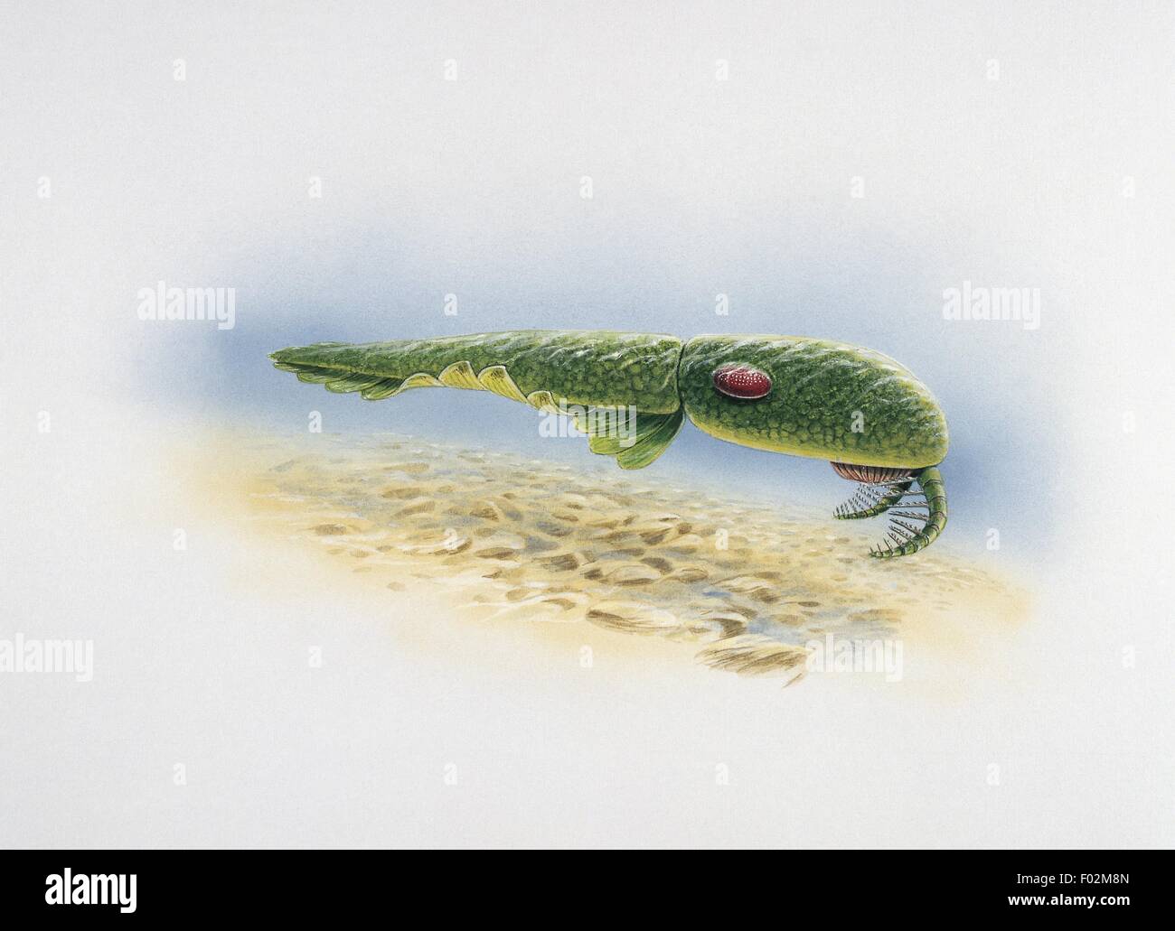 Cambrian period anomalocaris hi-res stock photography and images - Alamy