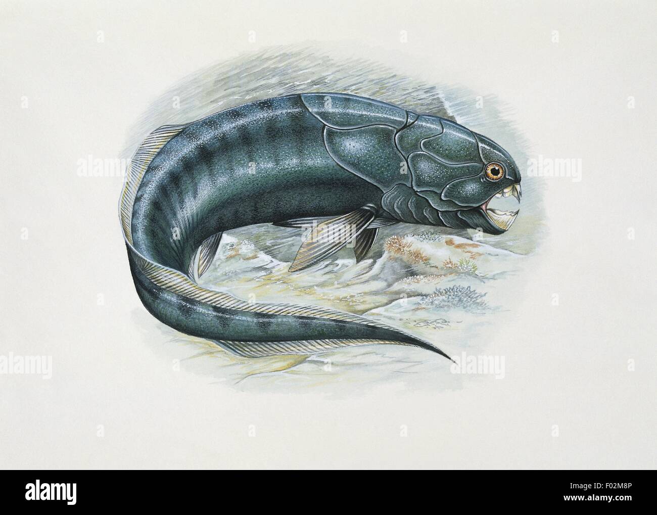 Palaeozoology - Devonian Period - Fish - Dunkeosteus (art work by Steve ...