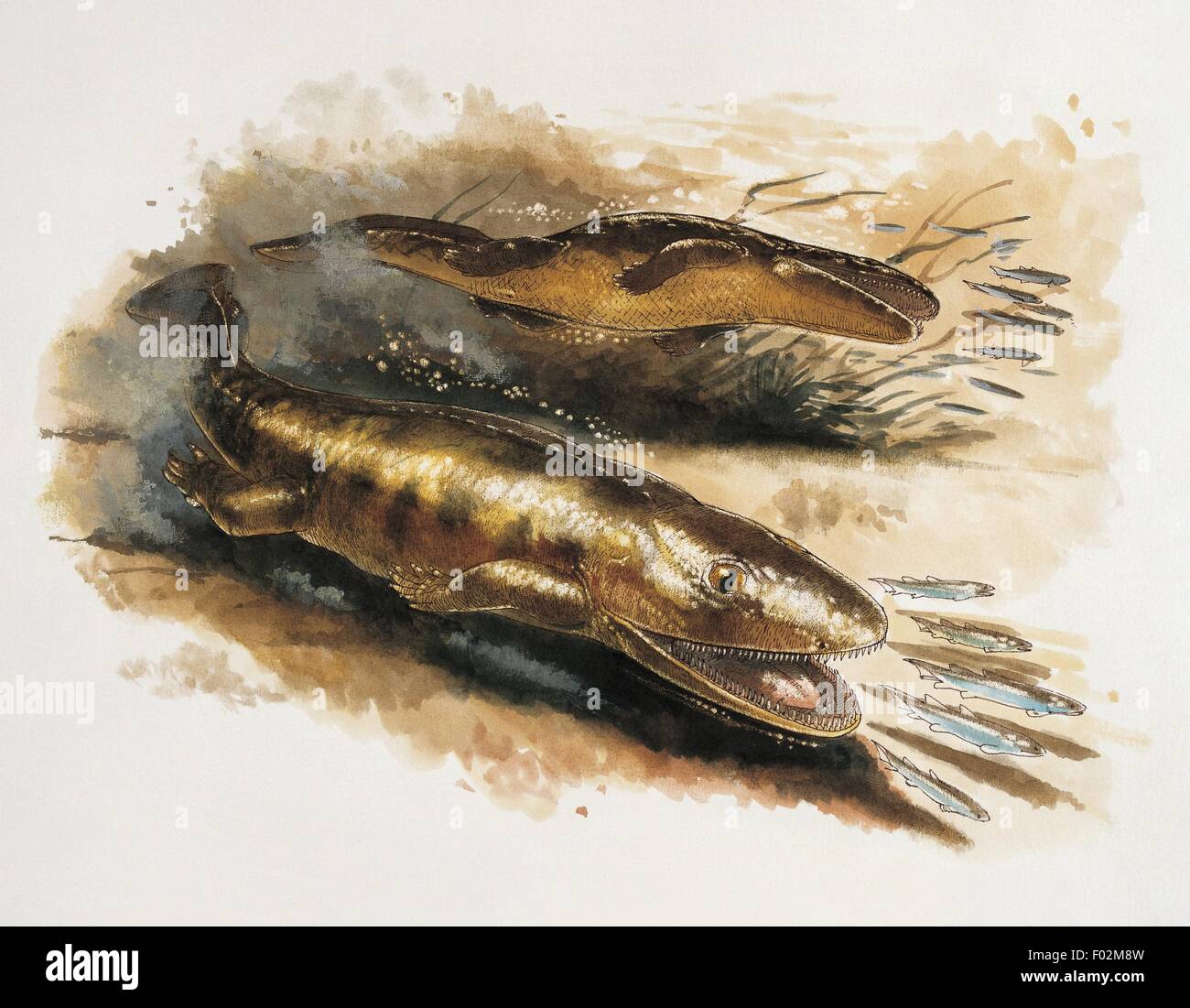 Ichthyostega hi-res stock photography and images - Alamy