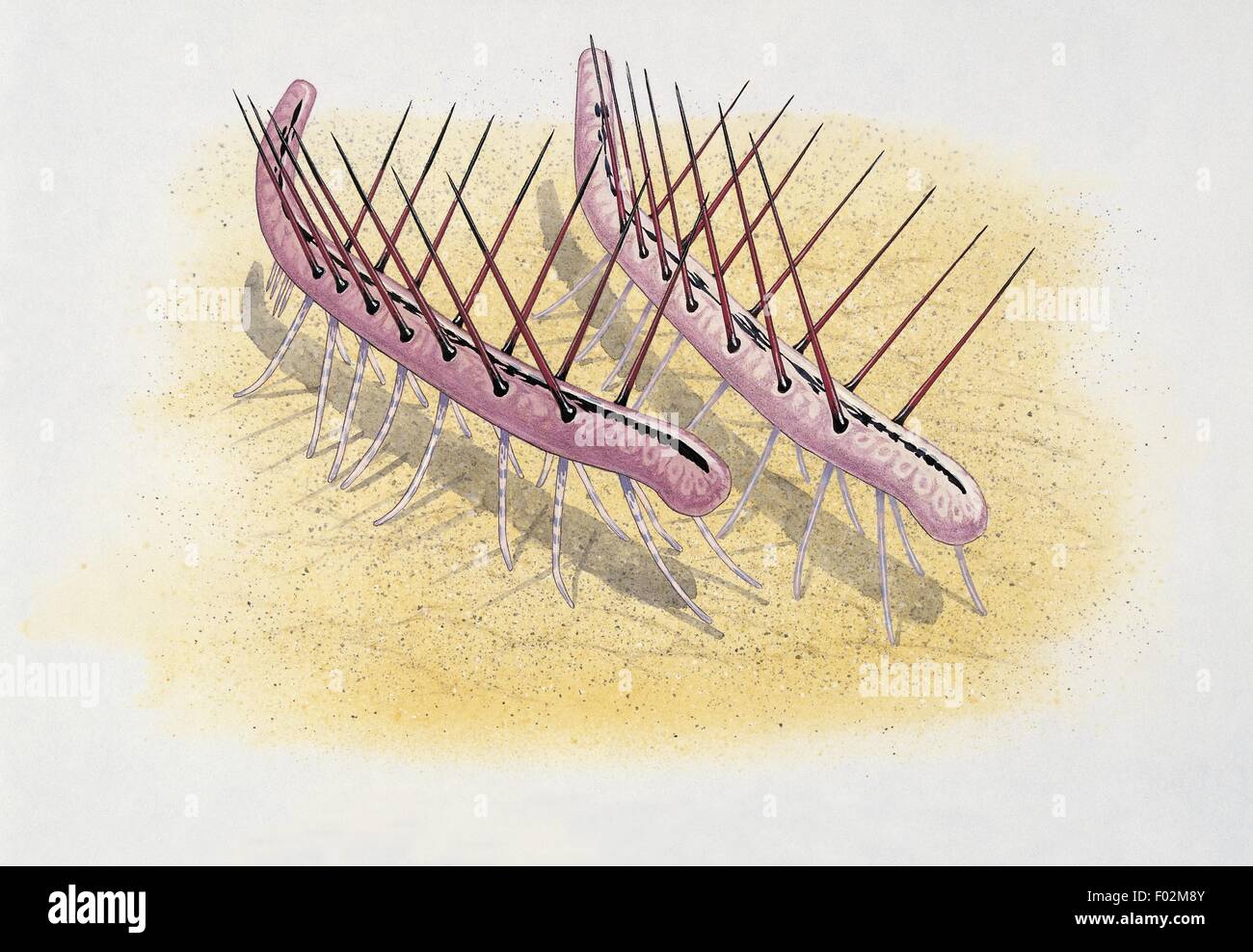 Palaeozoology - Cambrian Period - Hallucigenia (art work by Graham ...