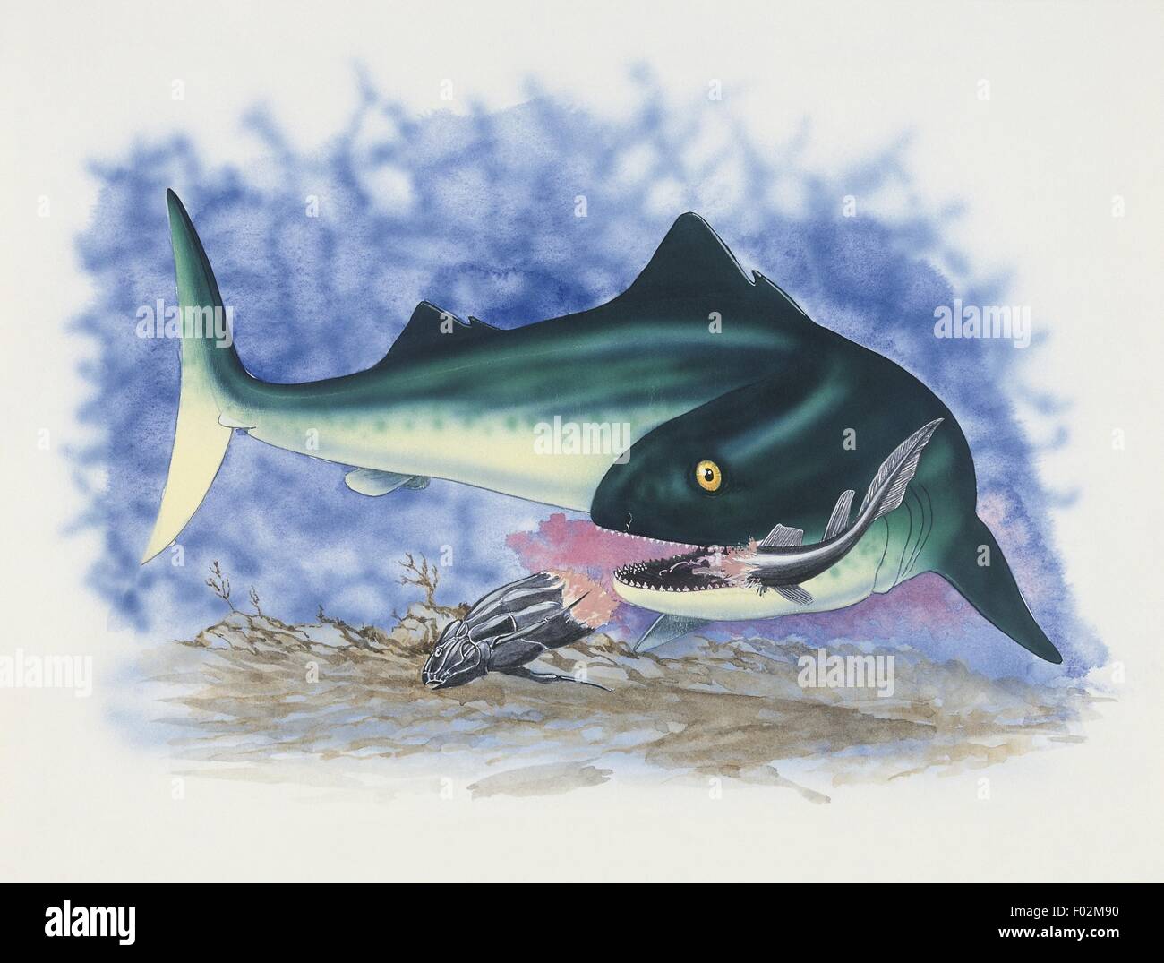 Palaeozoology - Devonian Period/Permian Period - Fish - Cladoselache ...