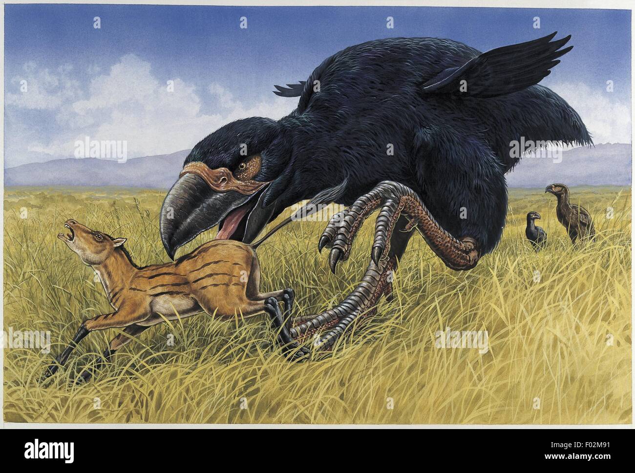 Palaeozoology - Eocene - Birds - Diatryma (art work by Tim Hayward ...