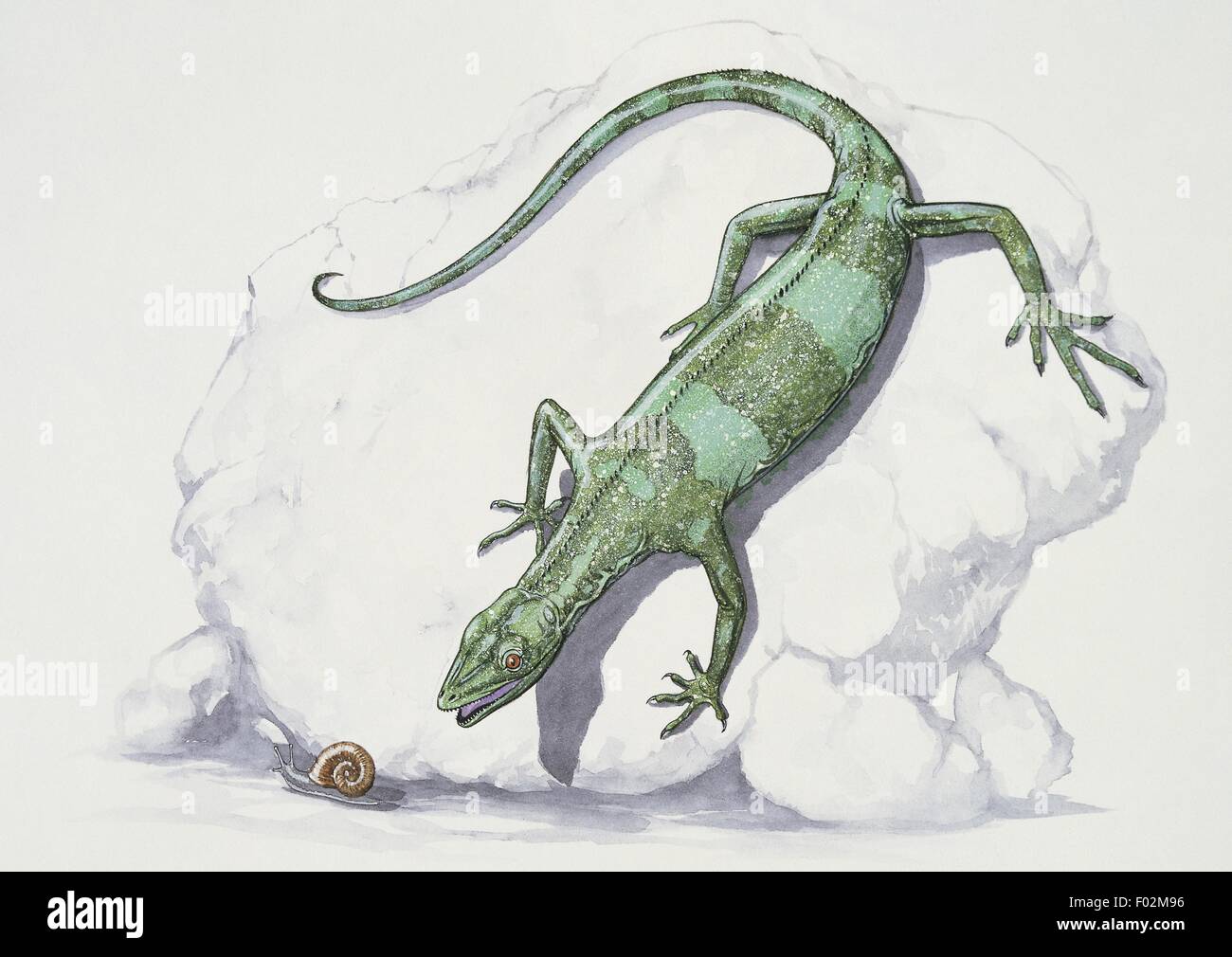 Palaeozoology - Permian Period - Reptiles - Youngina (art work by ...