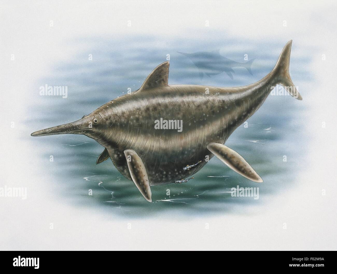 Shonisaurus hi-res stock photography and images - Alamy