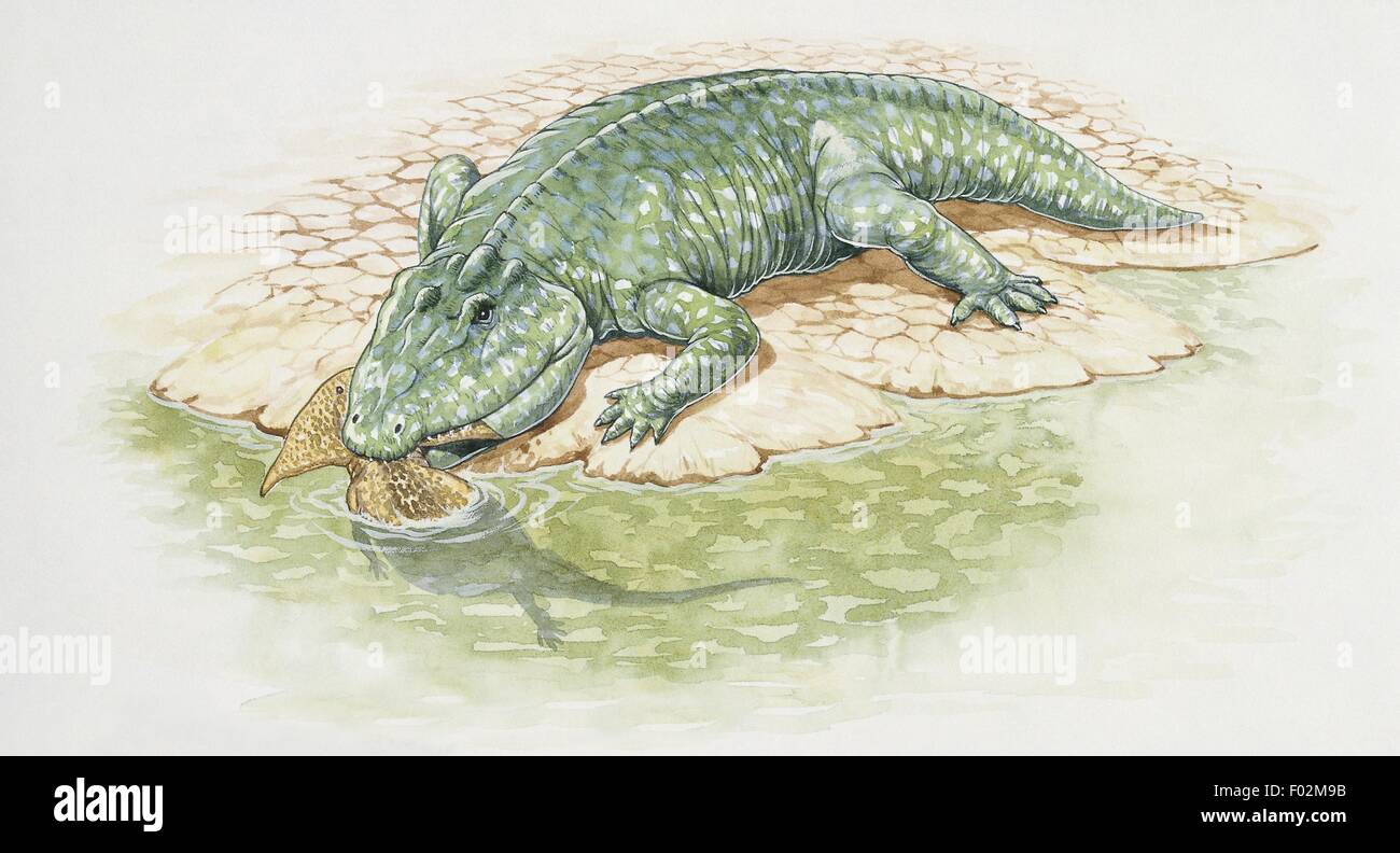 Eryops hi-res stock photography and images - Alamy