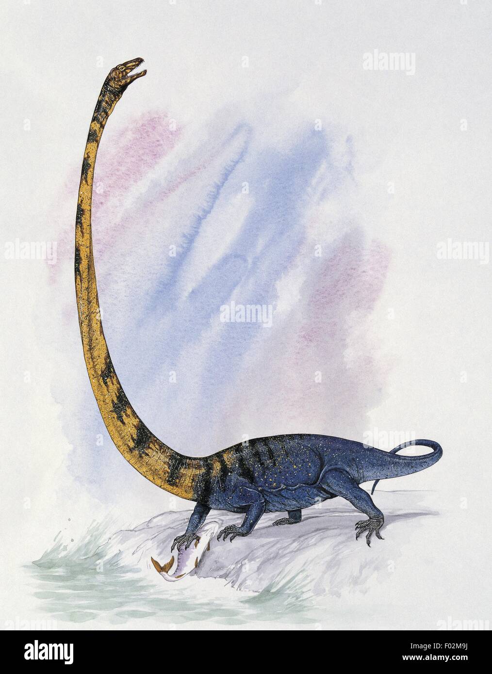 Tanystropheus hi-res stock photography and images - Alamy