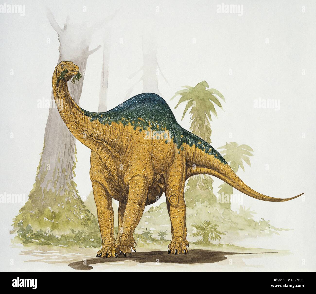 Palaeozoology - Triassic Period - Dinosaur - Melanosaurus (illustration ...