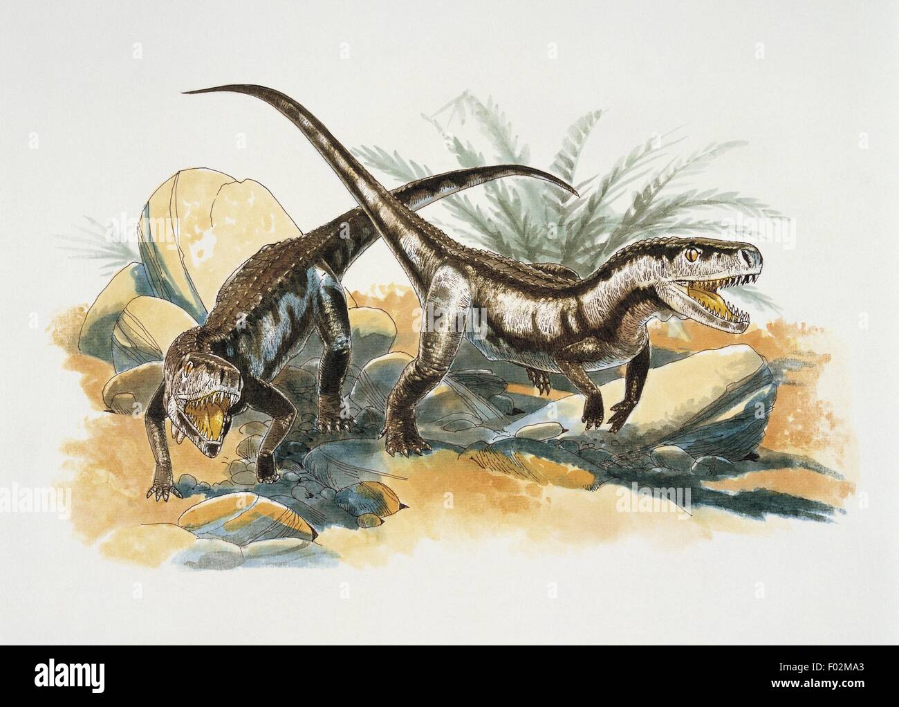 Palaeozoology - Triassic Period - Reptiles - Euparkeria (art work by ...