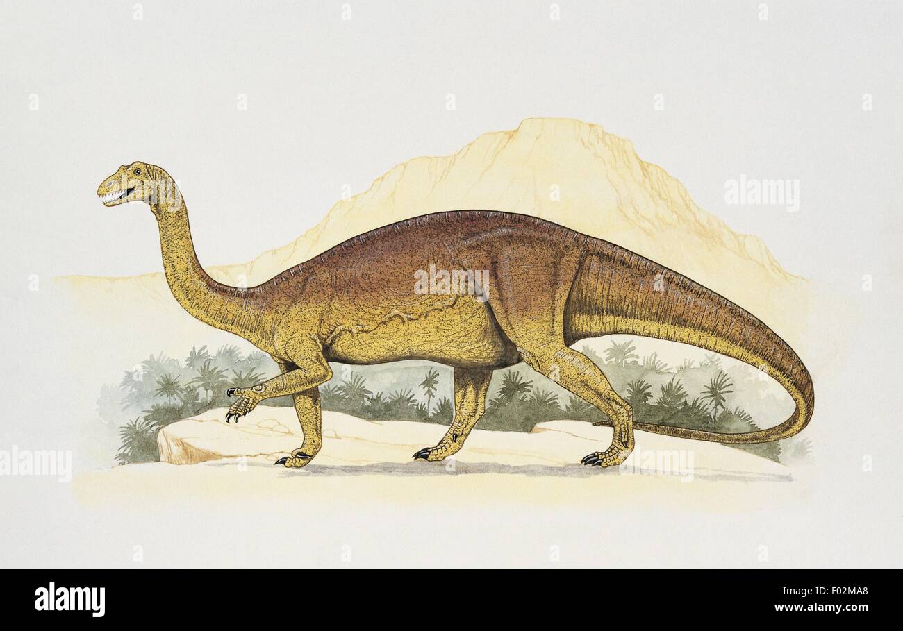 Palaeozoology - Triassic Period - Dinosaurs - Sellosaurus (art work by ...