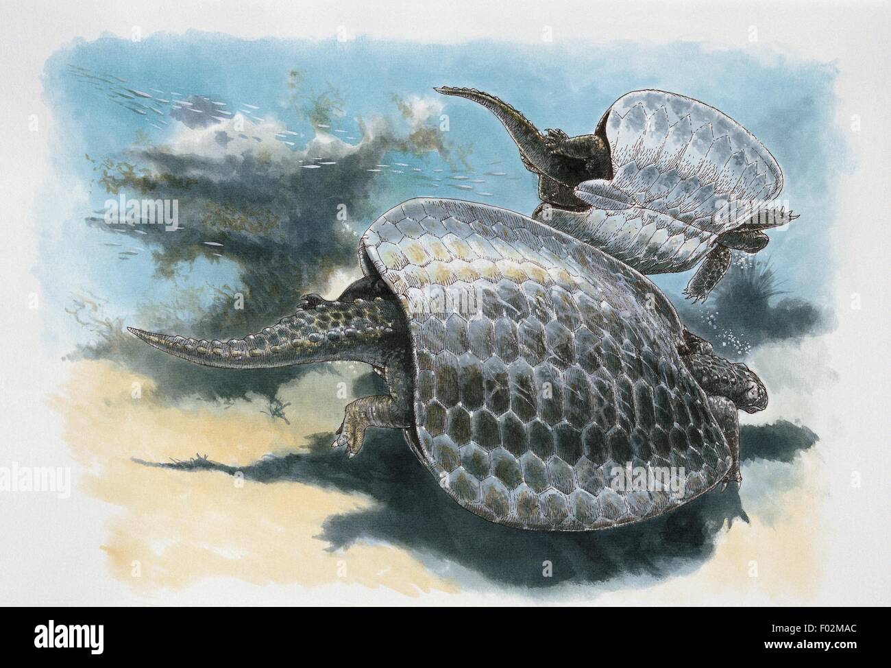 Palaeozoology - Triassic Period - Reptiles - Henodus (art work by James ...