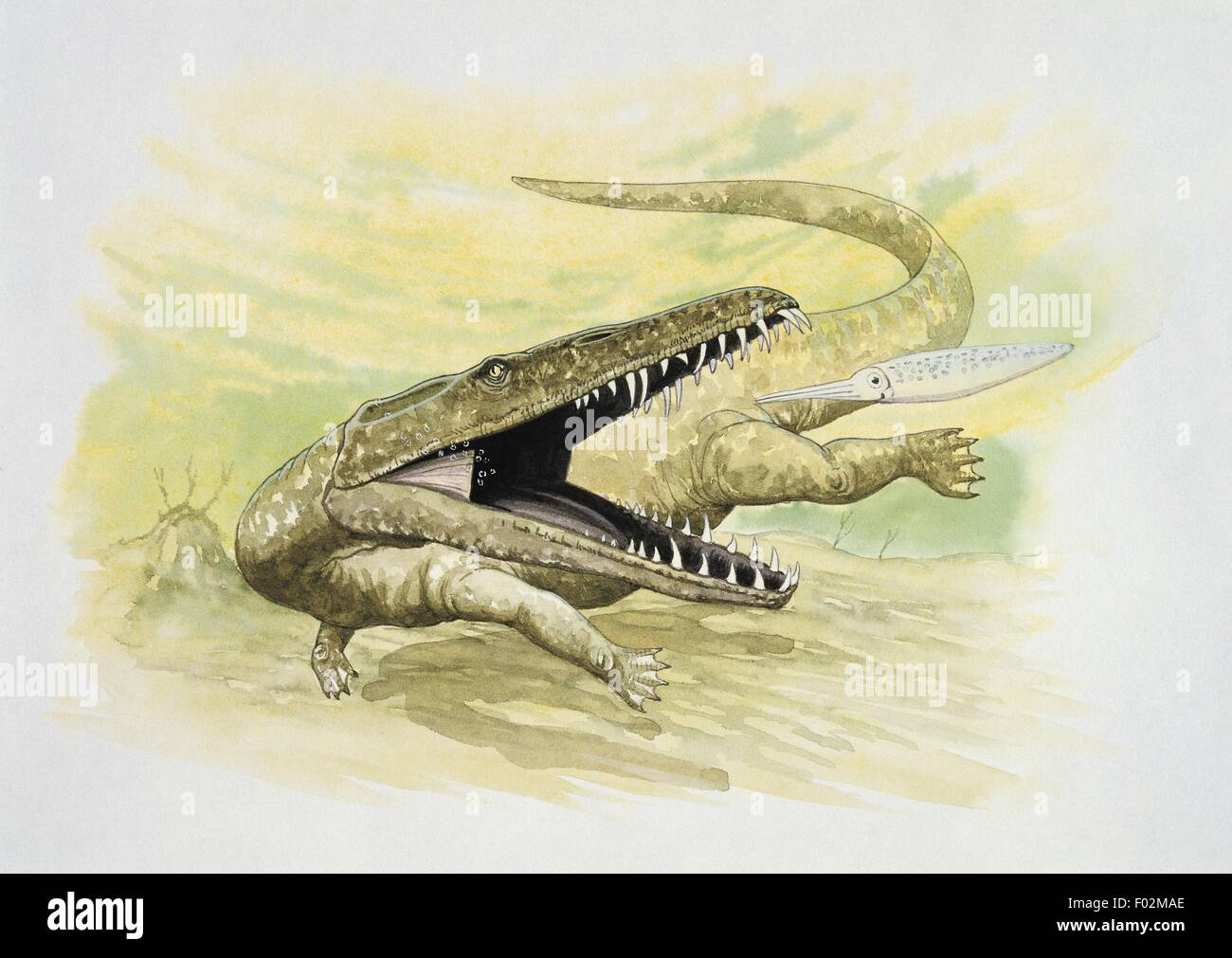 Nothosaurus hi-res stock photography and images - Alamy