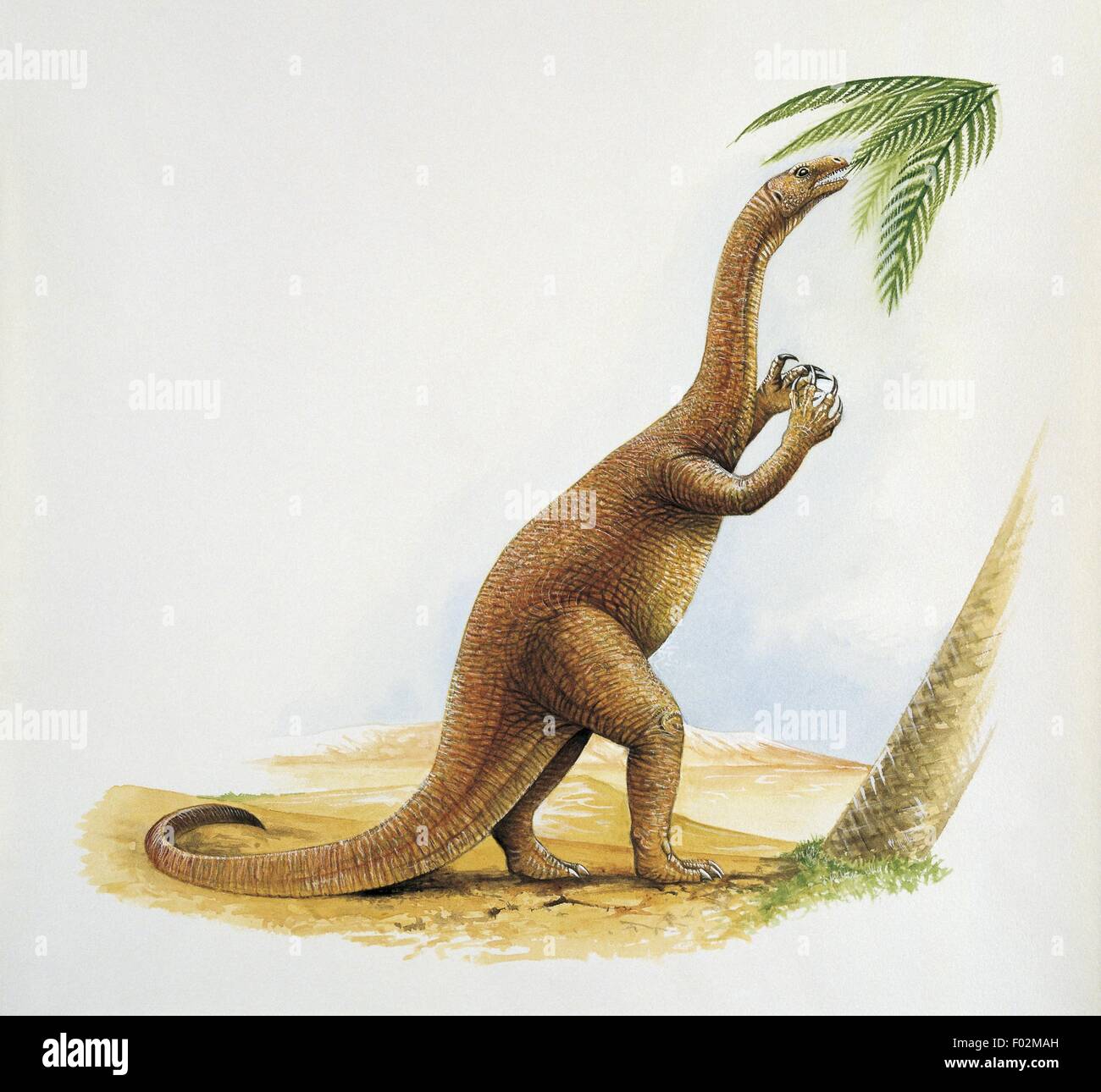 Palaeozoology - Triassic Period - Dinosaurs - Coloradisaurus (art work ...