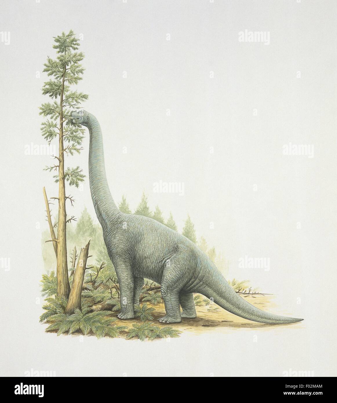 Palaeozoology - Jurassic Period - Dinosaurs - Lapparentosaurus (art ...