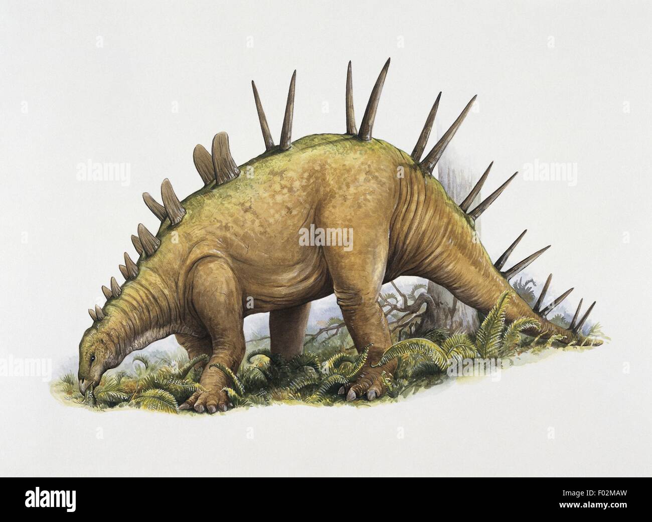 Palaeozoology - Jurassic Period - Dinosaurs - Chialingosaurus (art work ...