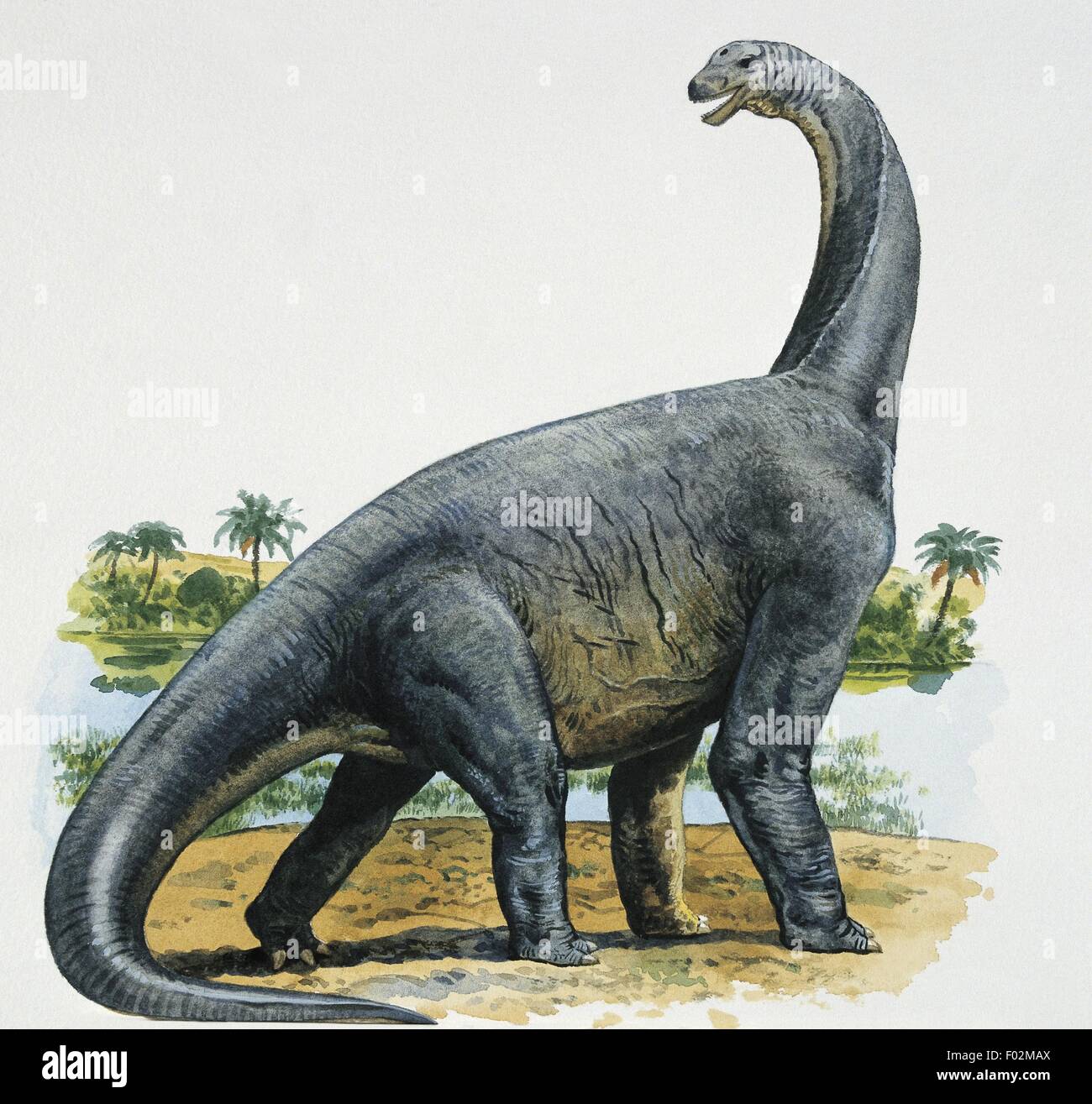 Cetiosaurus