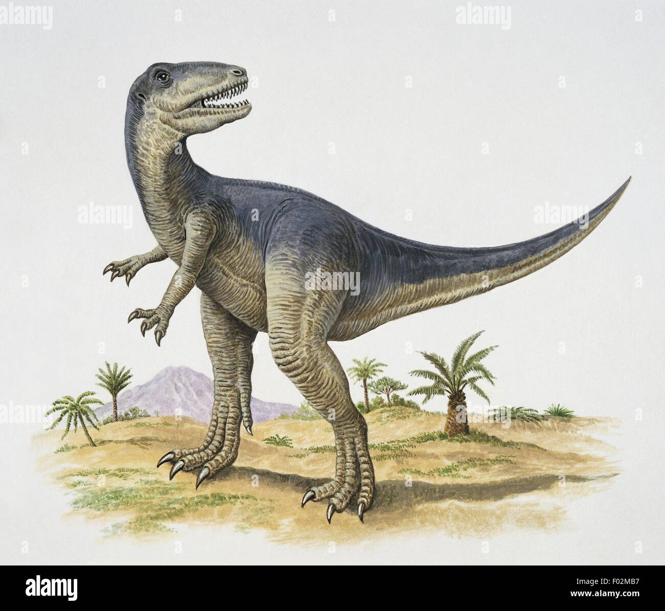 Palaeozoology - Jurassic Period - Dinosaurs - Piatnitzkysaurus (art ...