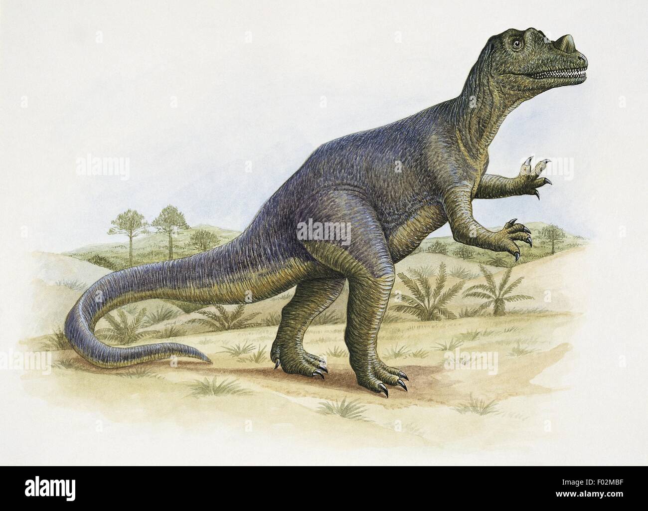 Palaeozoology - Jurassic Period - Dinosaur - Ceratosaurus (illustration ...