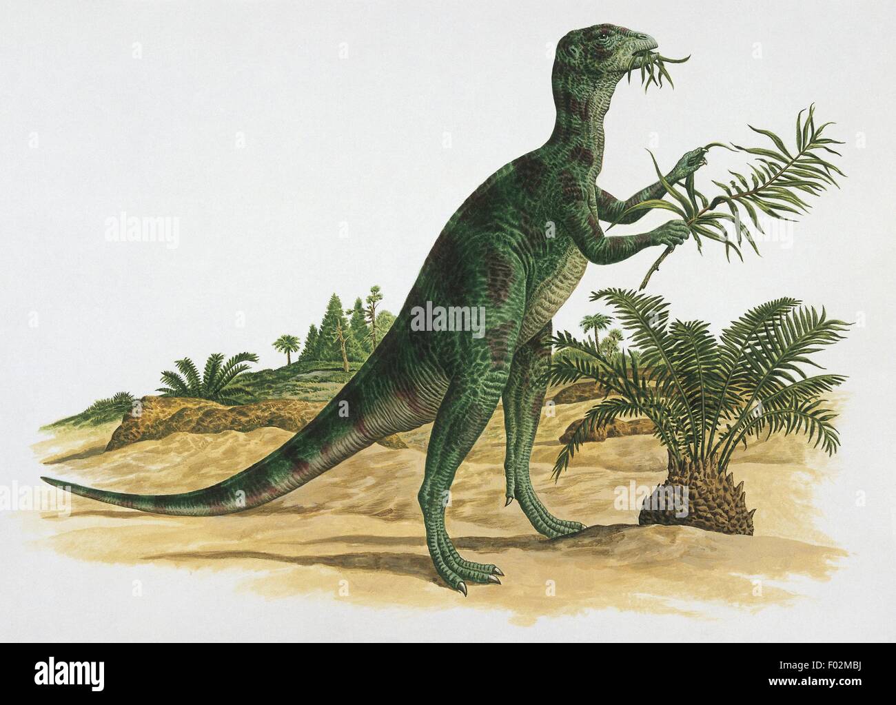 Palaeozoology - Jurassic Period - Dinosaur - Othnielia (illustration by ...