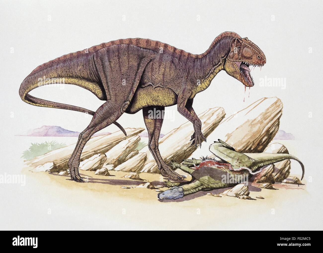 Palaeozoology - Cretaceous Period - Dinosaurs - Acrocanthosaurus (art ...