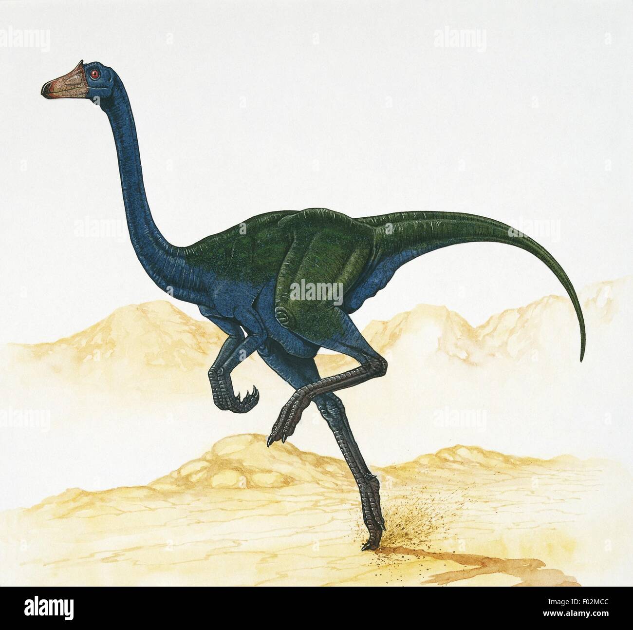 Palaeozoology - Cretaceous period - Dinosaurs - Garudimimus - Art work ...