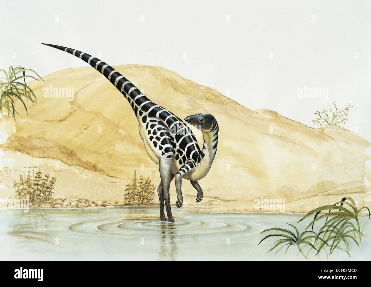 Palaeozoology - Cretaceous Period - Dinosaurs - Leaellynasaura (art ...