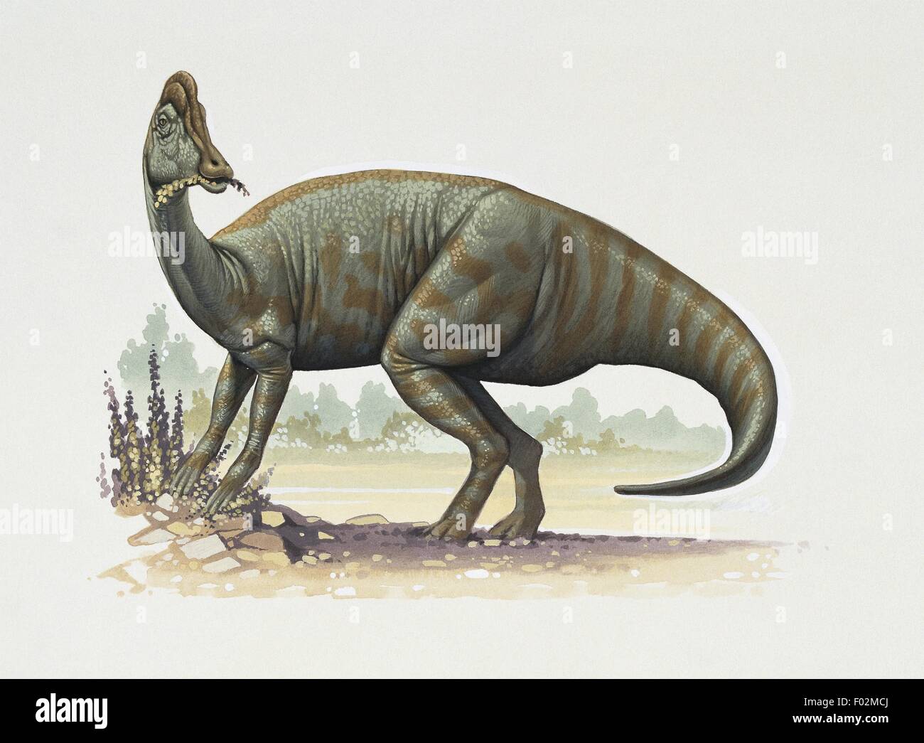 Palaeozoology - Cretaceous Period - Dinosaurs - Jaxartosaurus (art work ...