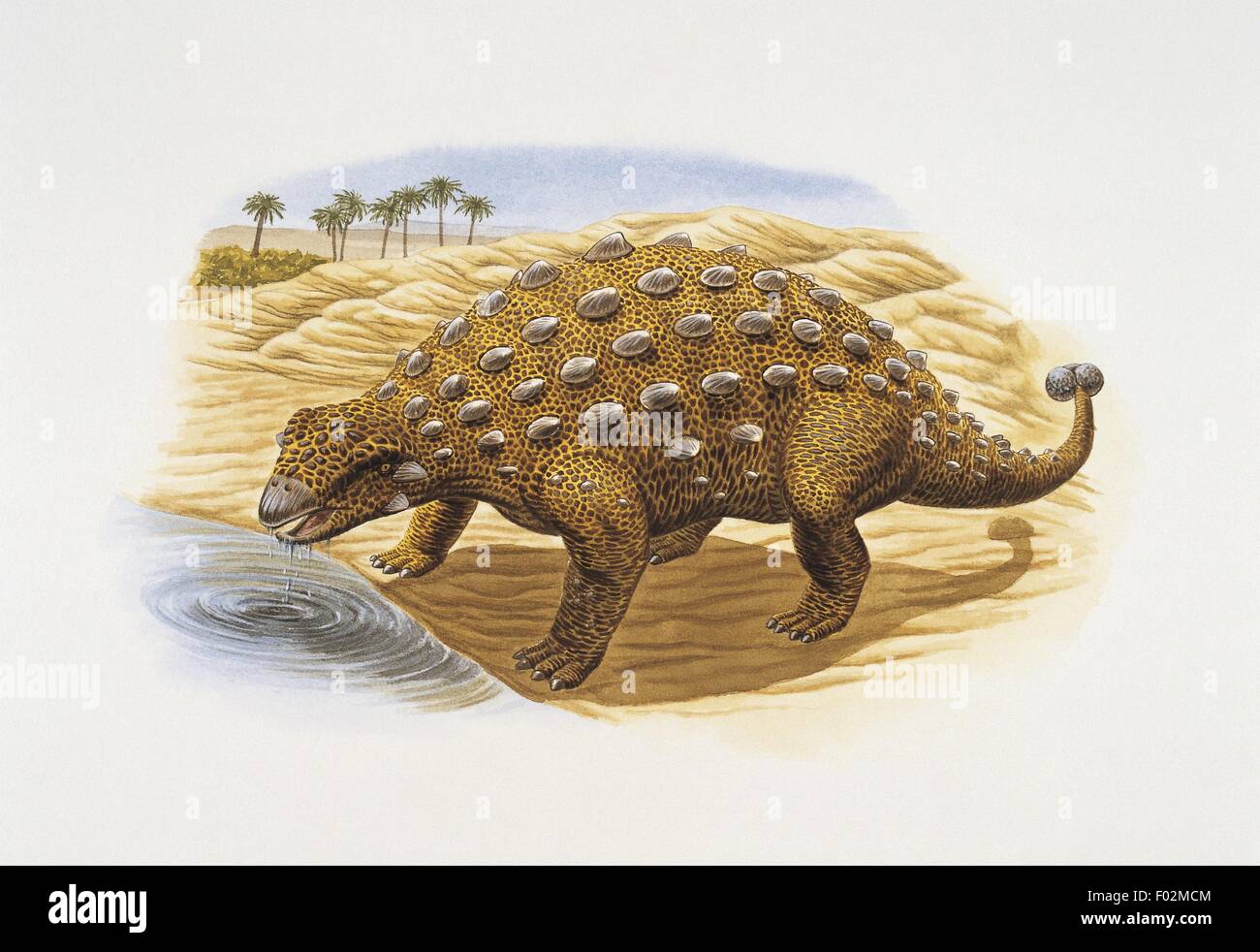 Palaeozoology - Cretaceous Period - Dinosaurs - Talarurus (art work by ...