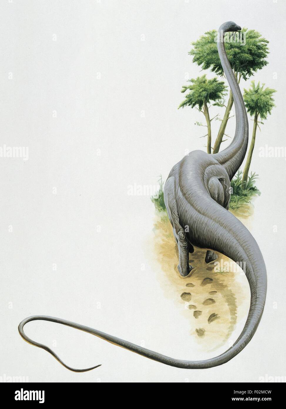 Palaeozoology - Cretaceous Period - Dinosaurs - Seismosaurus (art work ...