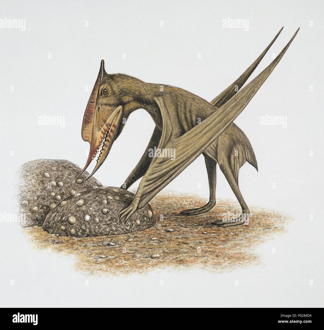 Palaeozoology - Cretaceous Period - Dsungaripterus (art work by Simon ...