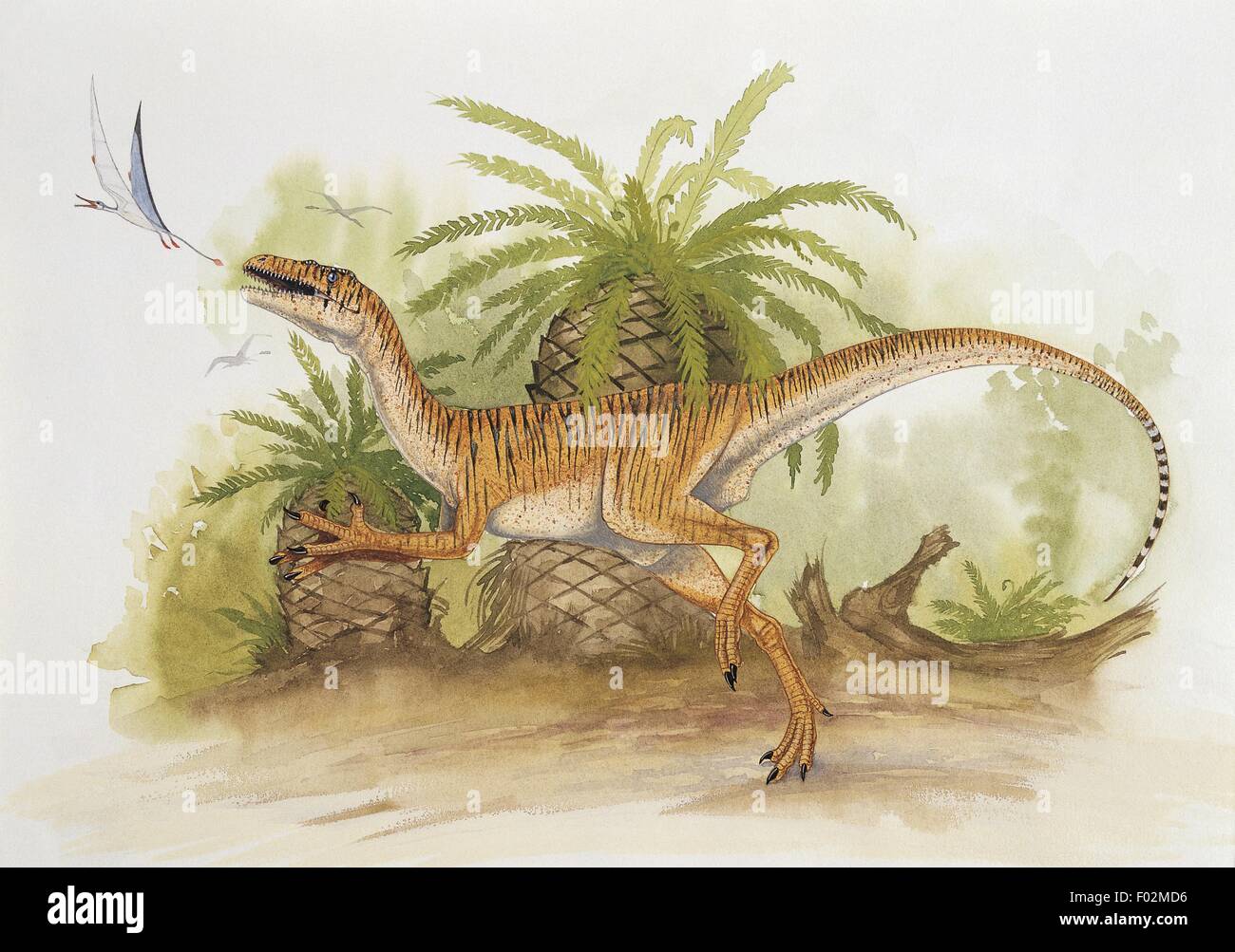 Palaeozoology - Jurassic Period - Dinosaurs - Coelurus (art work by ...