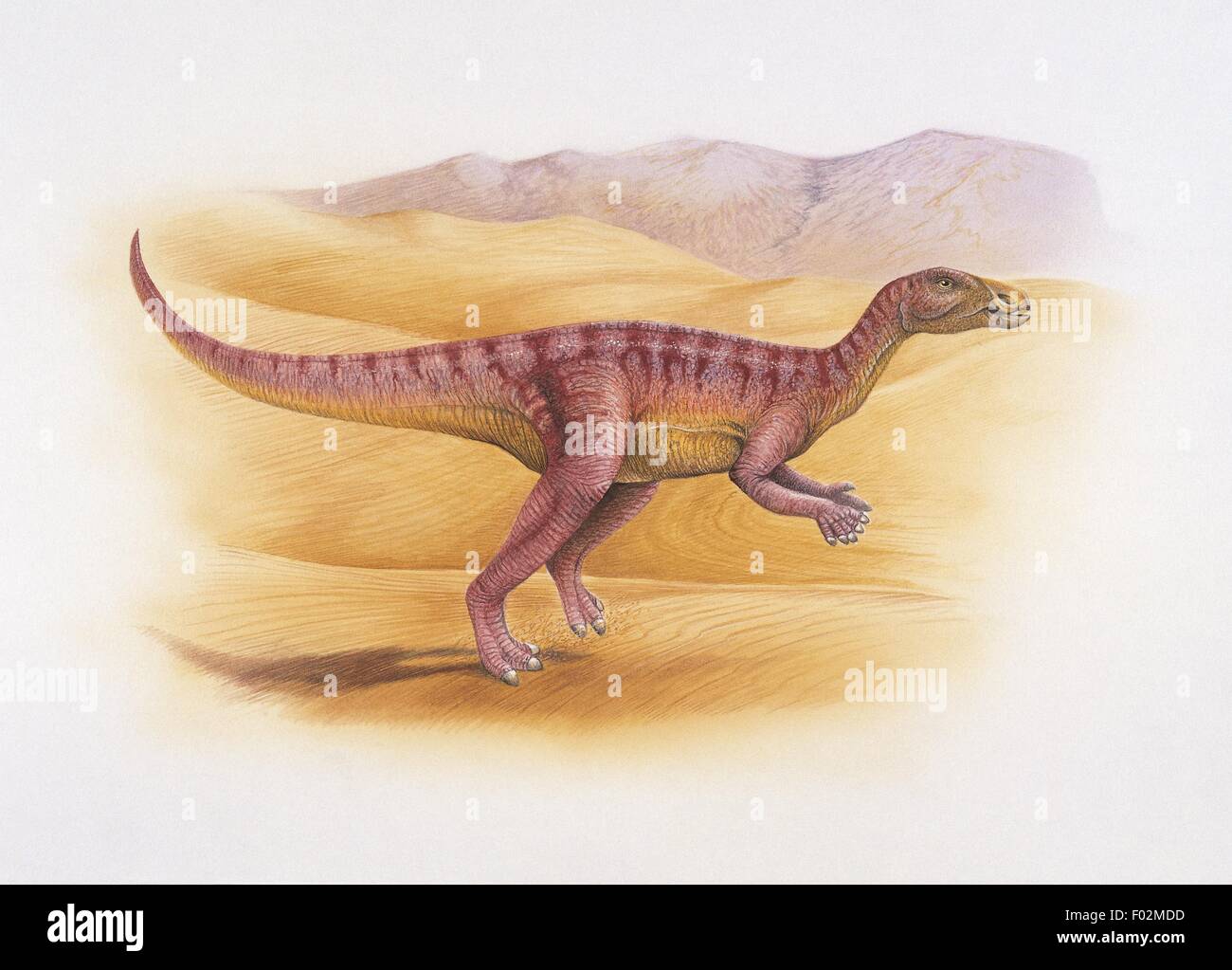 Palaeozoology - Cretaceous Period - Dinosaurs - Gilmoreosaurus (art ...