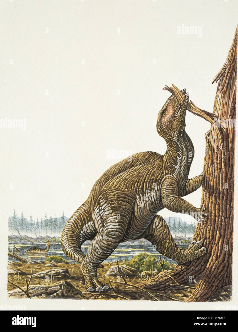 Palaeozoology - Cretaceous Period - Dinosaurs - Tsintaosaurus (art work ...