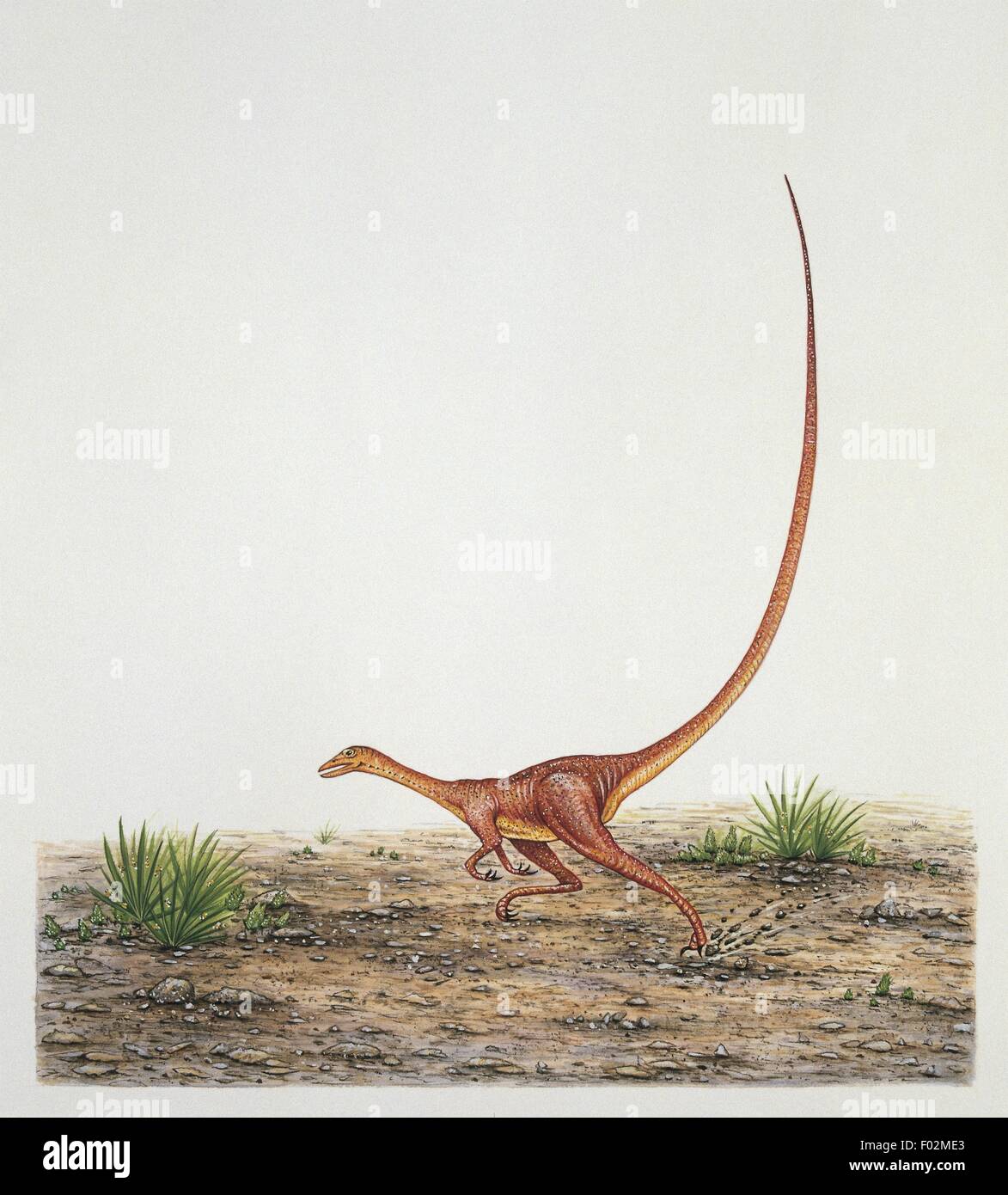 Palaeozoology - Cretaceous Period - Dinosaurs - Alvarezsaurus (art work ...