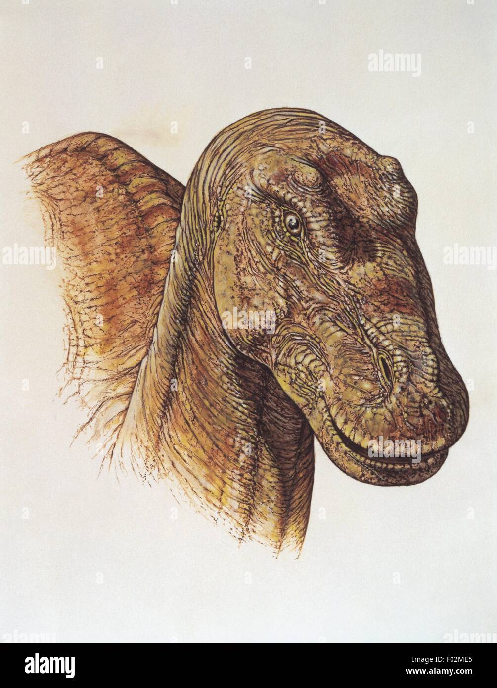Palaeozoology - Cretaceous Period - Dinosaurs - Maiasaura (art work by ...