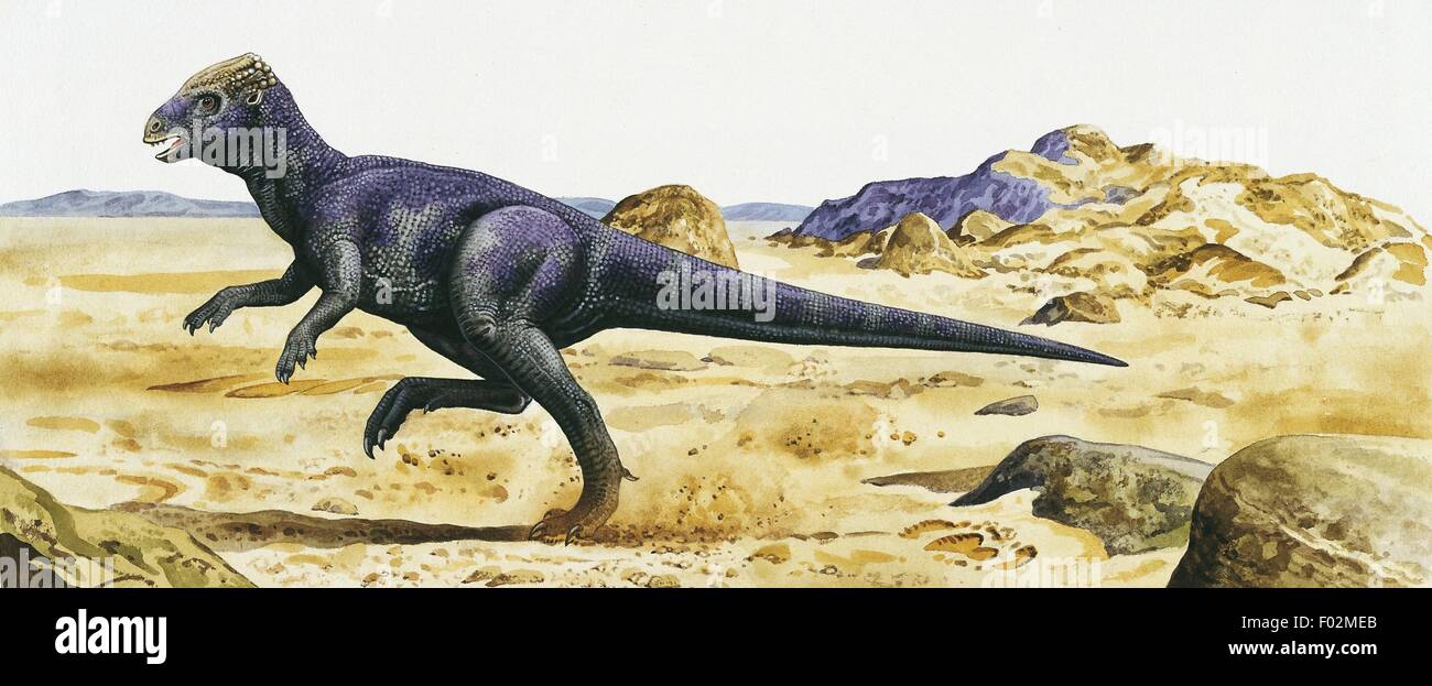 Palaeozoology - Cretaceous period - Dinosaurs - Homalocephale - Art ...