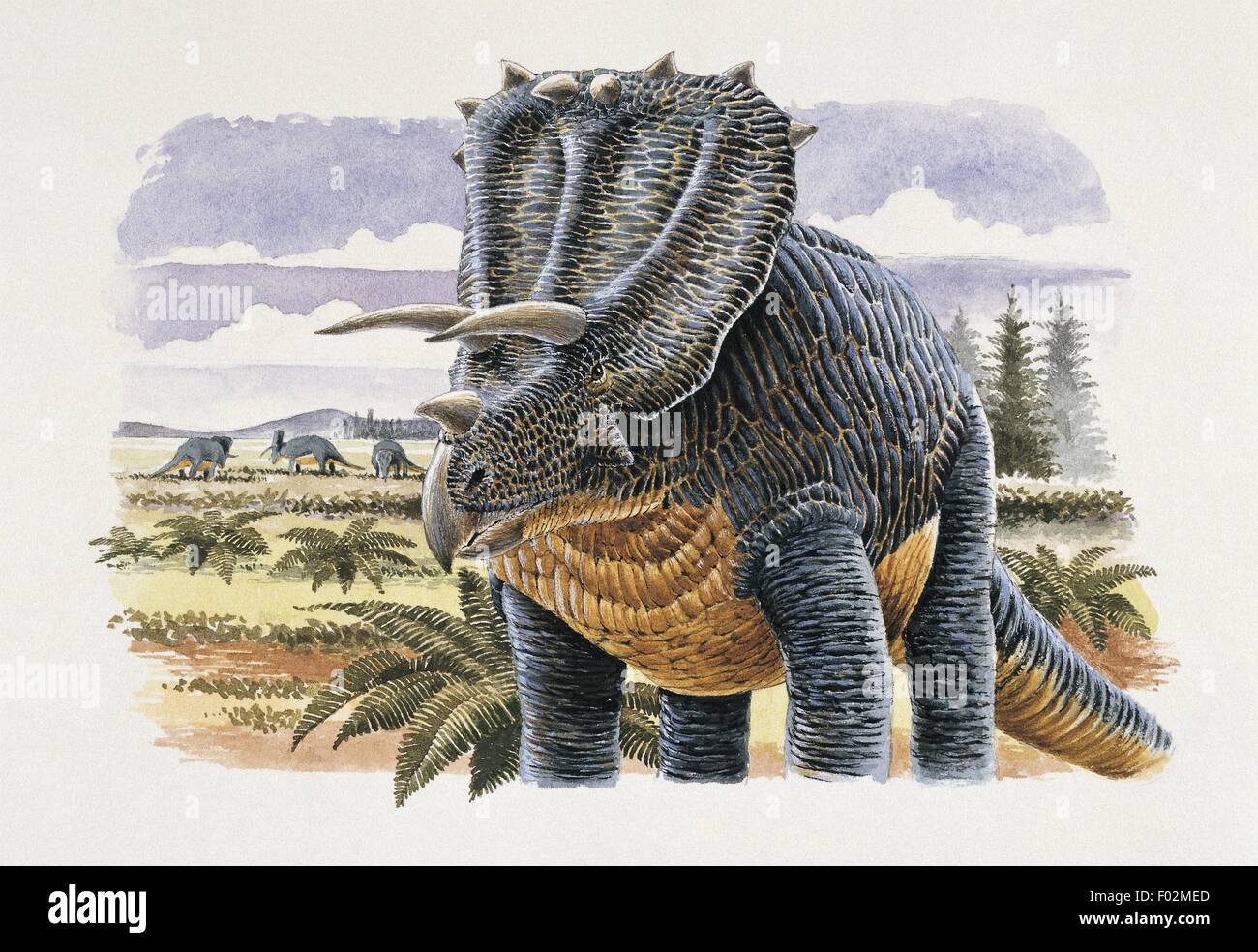 Palaeozoology - Cretaceous Period - Dinosaurs - Anchiceratops (art work ...