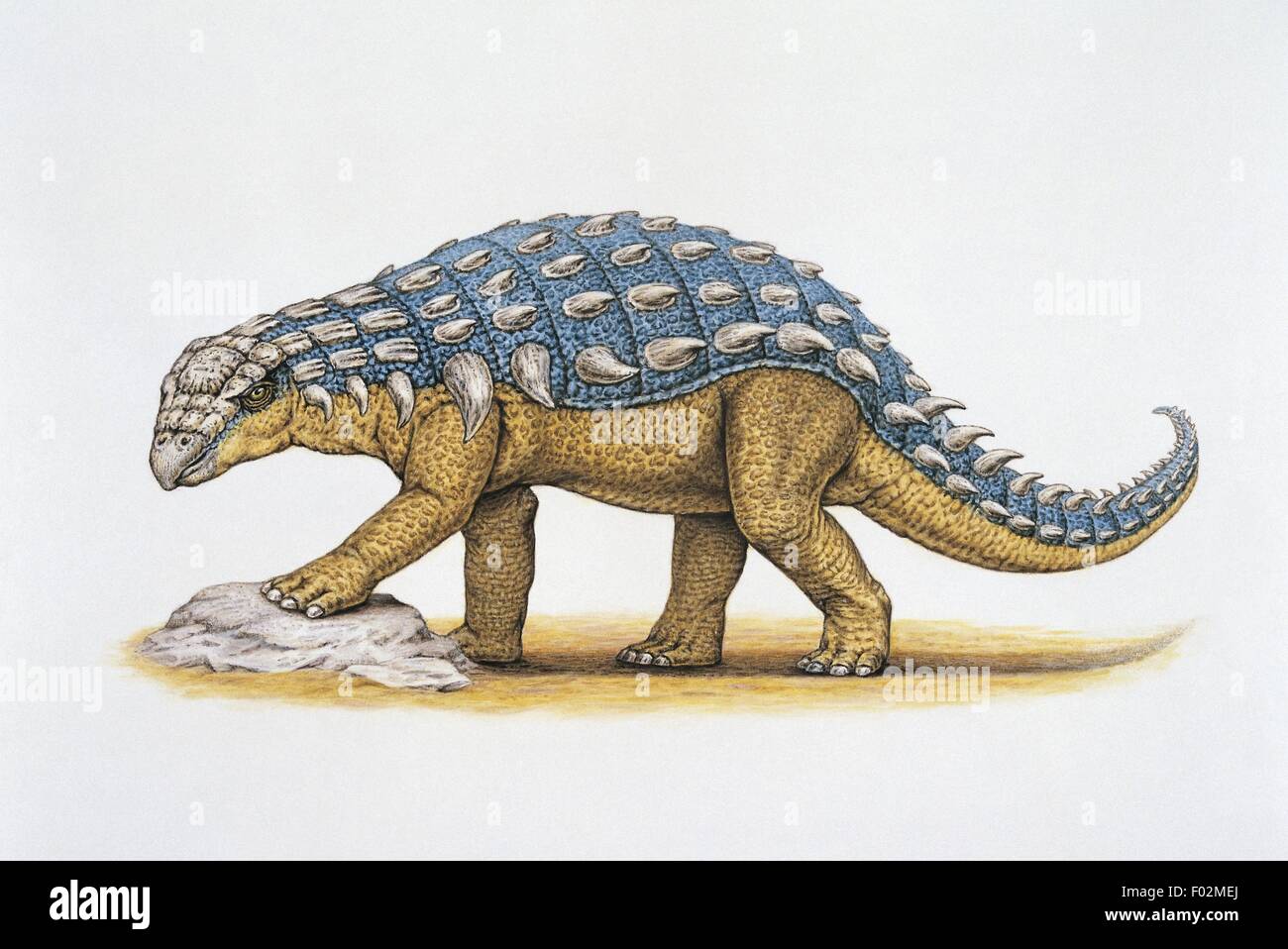 Palaeozoology - Cretaceous Period - Dinosaurs - Panoplosaurus (art work ...