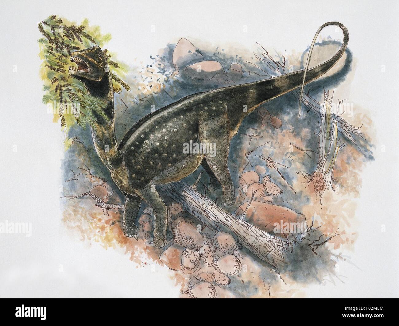 Palaeozoology - Cretaceous Period - Dinosaurs - Antarctosaurus (art ...