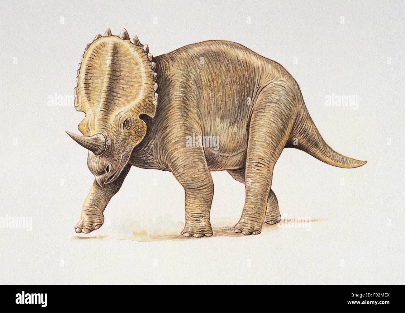Palaeozoology - Cretaceous Period - Dinosaurs - Centrosaurus (art work ...