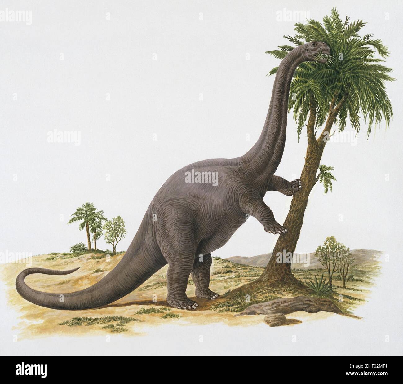 Palaeozoology - Cretaceous Period - Dinosaur - Aeolosaurus ...