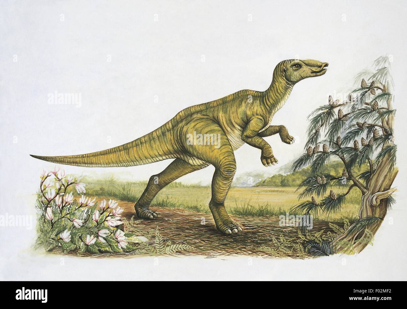 Palaeozoology - Cretaceous Period - Dinosaurs - Secernosaurus (art work ...