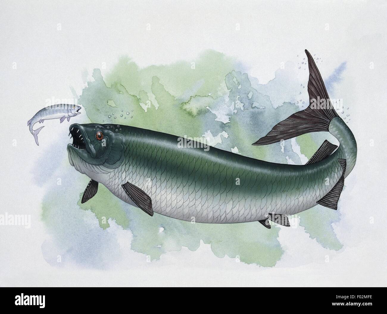 Cretaceous period fish hi-res stock photography and images - Alamy
