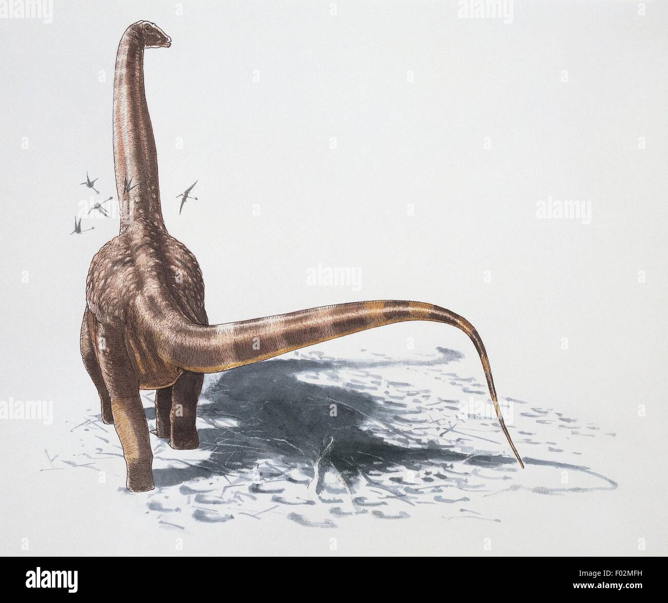 Palaeozoology - Cretaceous Period - Dinosaurs - Neuquensaurus (art work ...