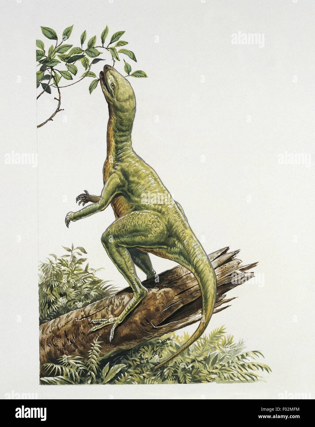 Palaeozoology - Cretaceous Period - Dinosaurs - Parksosaurus (art work ...