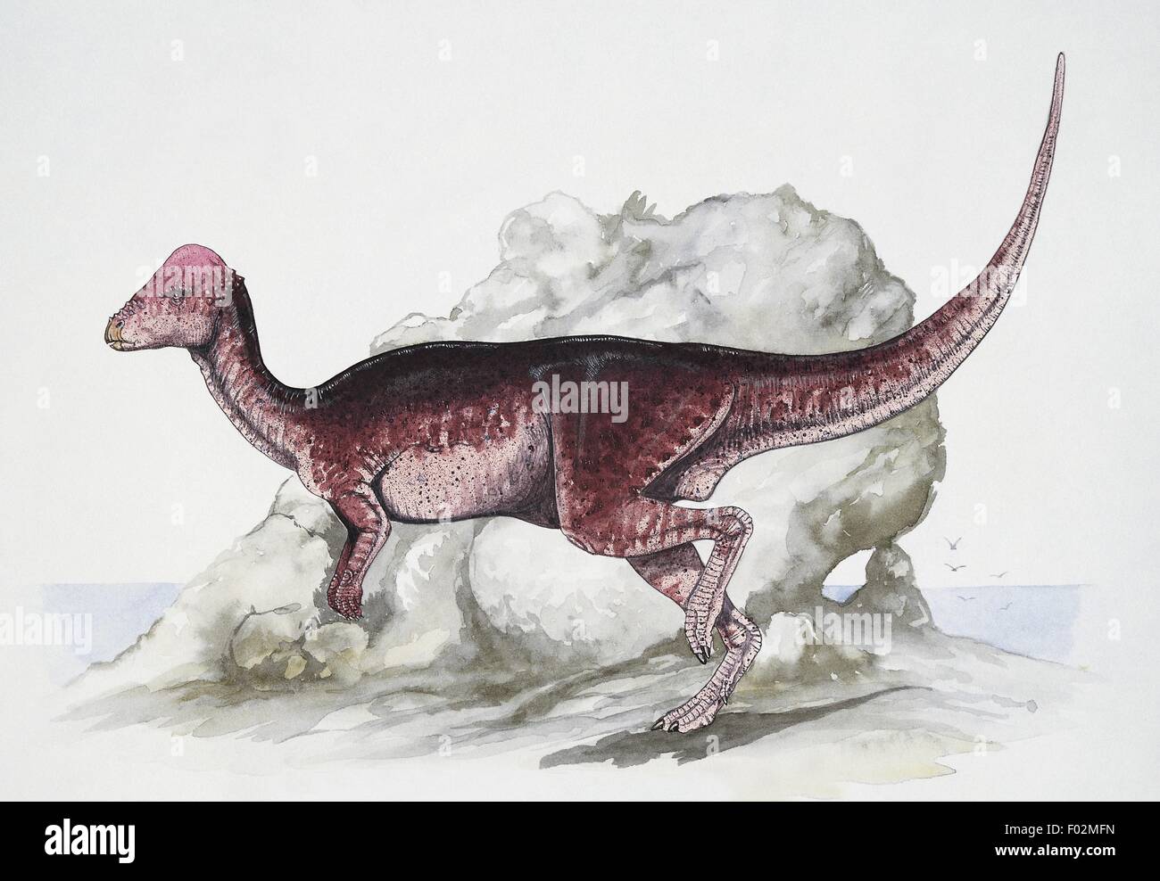 Palaeozoology - Cretaceous Period - Dinosaurs - Majungatholus (art work ...