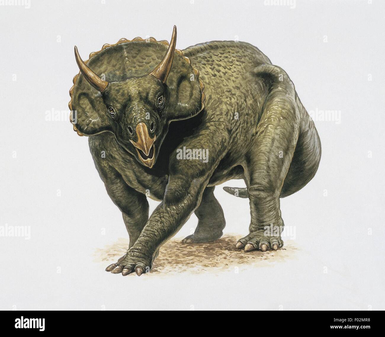 Palaeozoology - Cretaceous Period - Dinosaurs - Diceratops (art work by ...